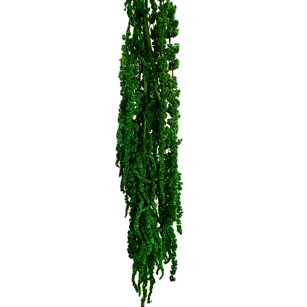 Amaranthus colgante - Vermont Flowers