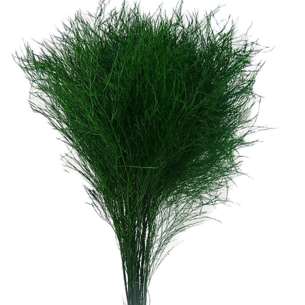 Tree fern