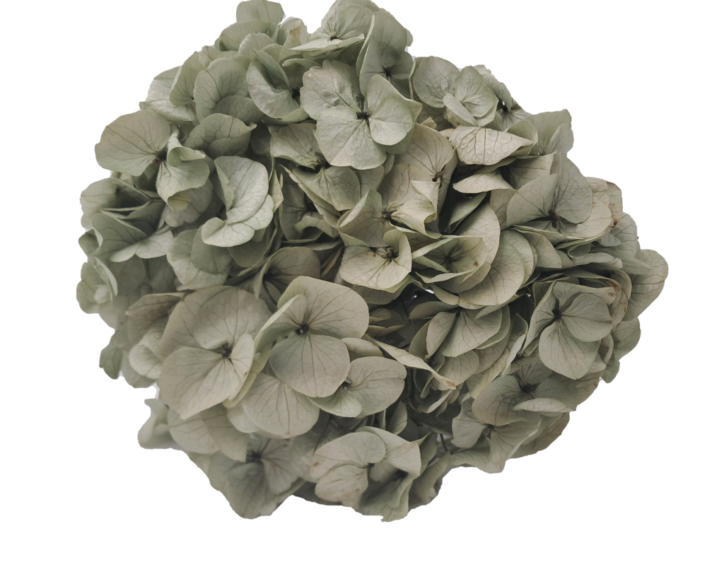 Preserved hydrangea