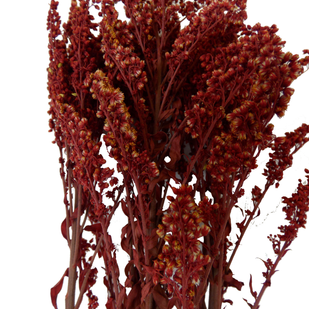 Solidago
