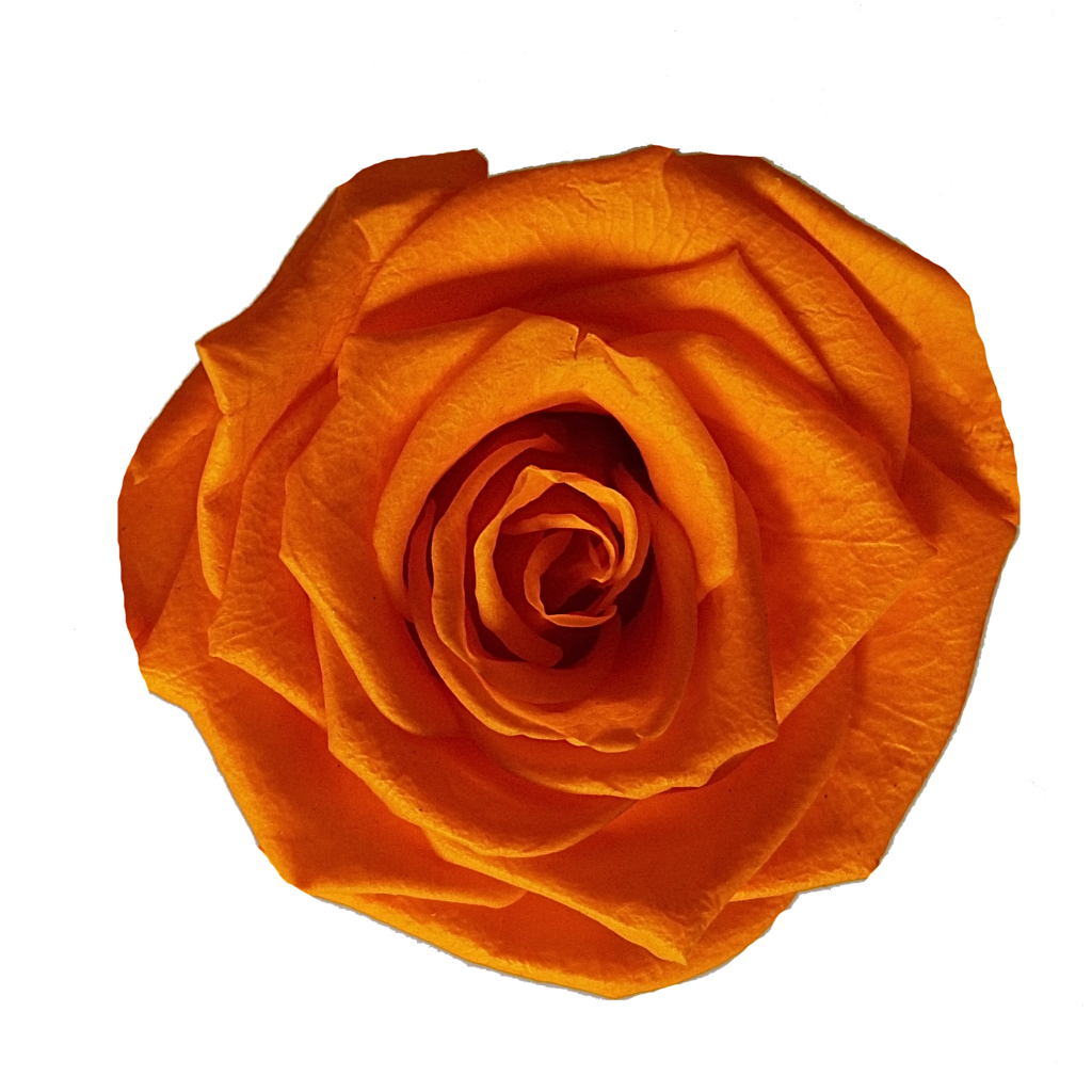 Rose medium