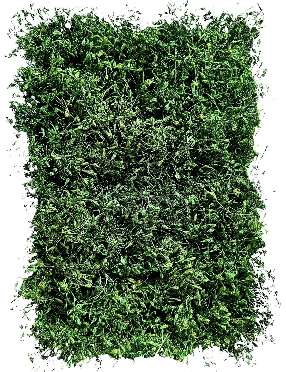 Preserved broom bloom : A botanical marvel