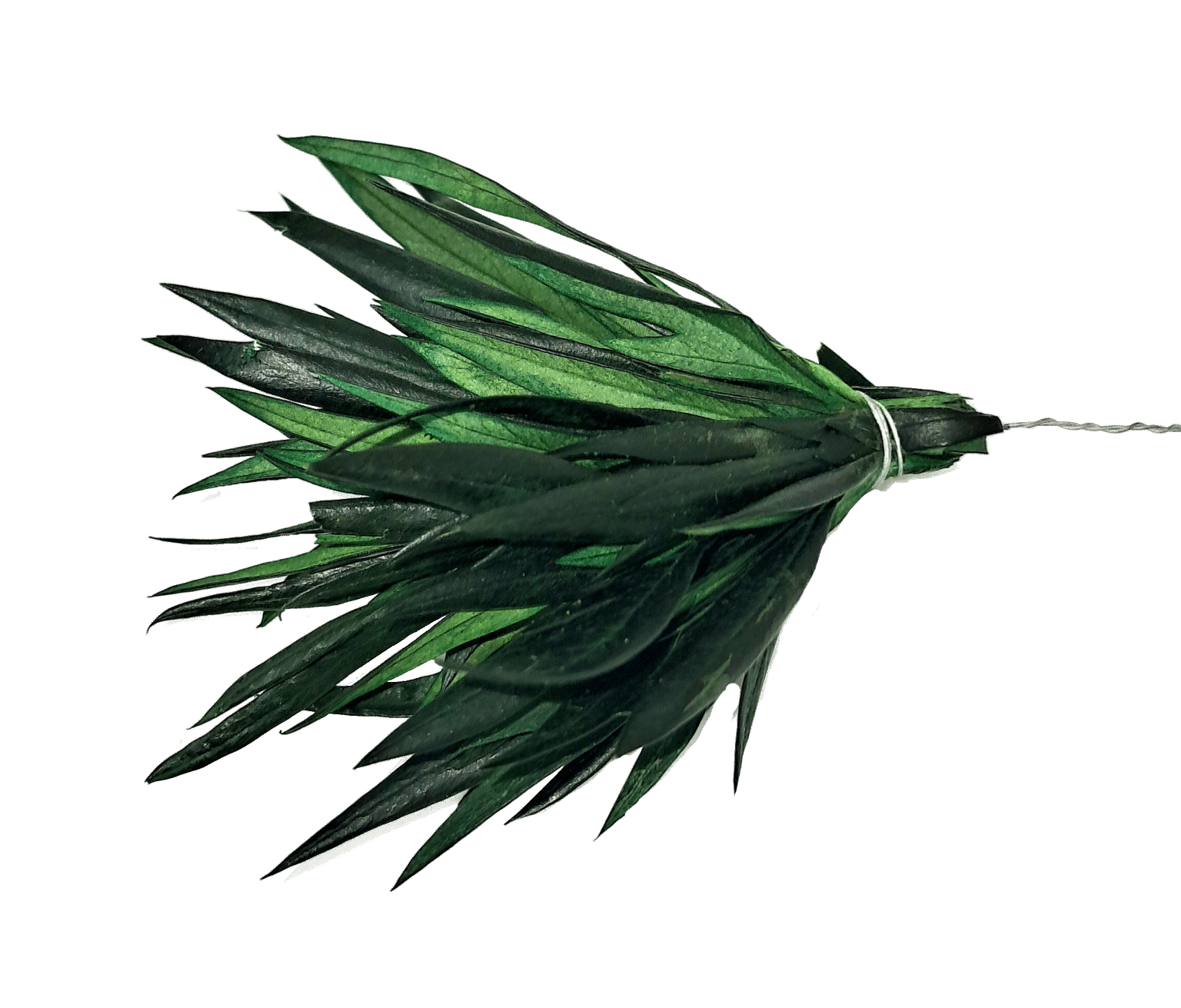 Preserved Grevillea : A bold foliage statement for floral design